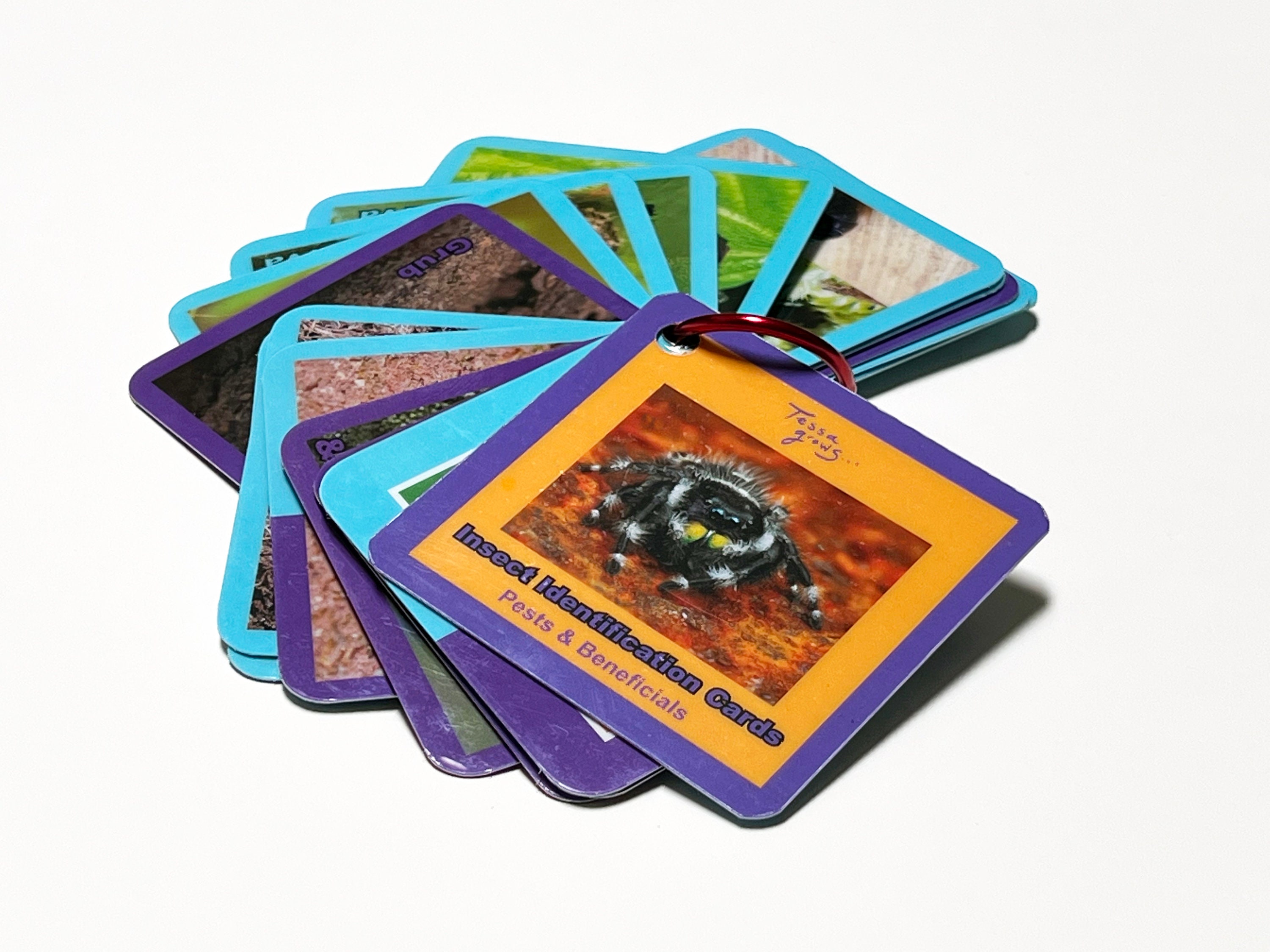 Tessagrows Insect Identification Cards. Purchase Also Gets You ...