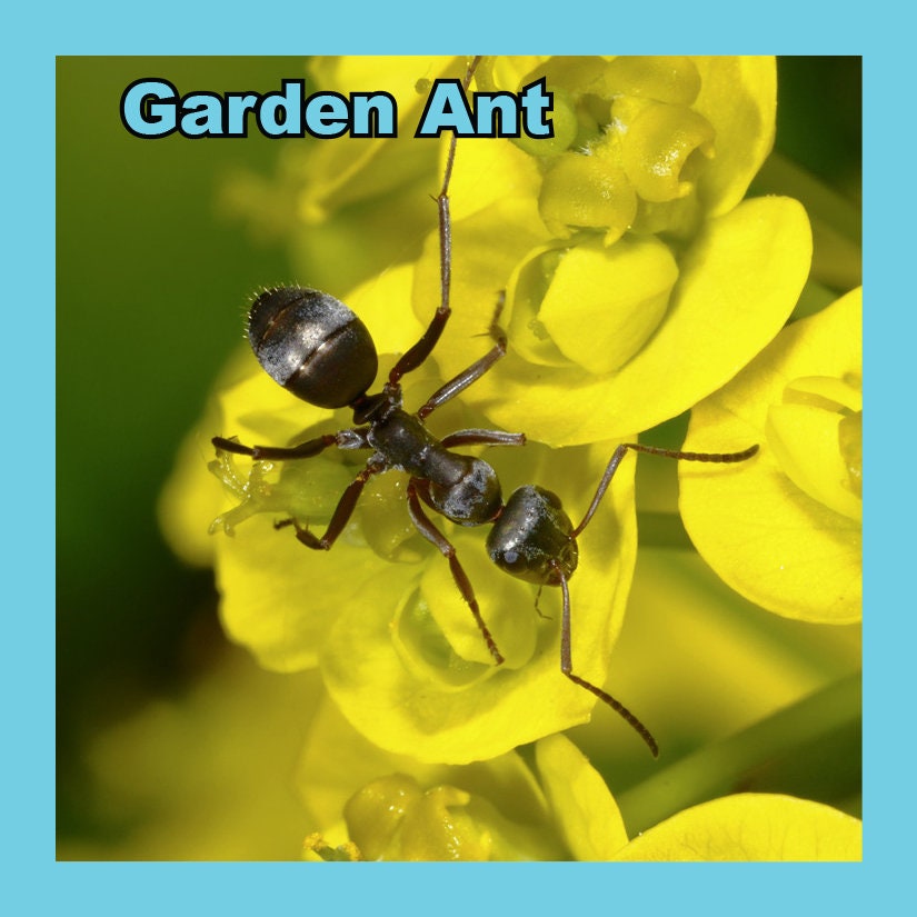 Tessagrows Insect Identification Cards. Purchase Also Gets You ...