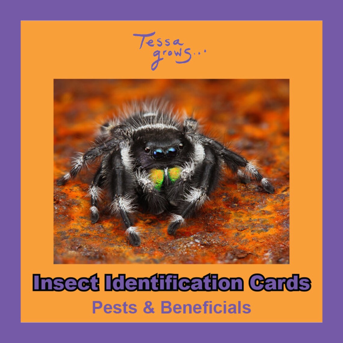 Tessagrows Insect Identification Cards. Purchase Also Gets You ...