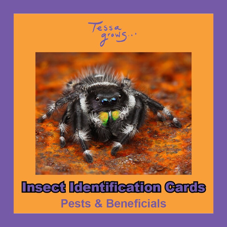 Tessagrows Insect Identification Cards. Purchase Also Gets You ...