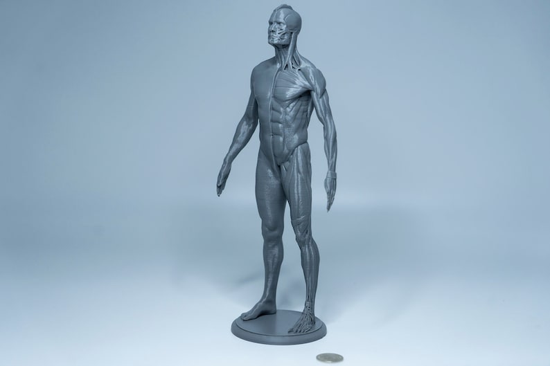 Artist Anatomy Tool Art Muscle Reference Model Male Full - Etsy