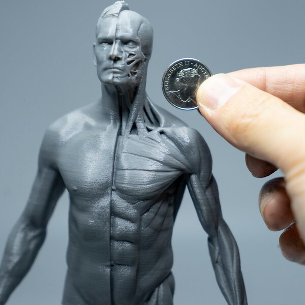 Artist Anatomy Tool - Etsy