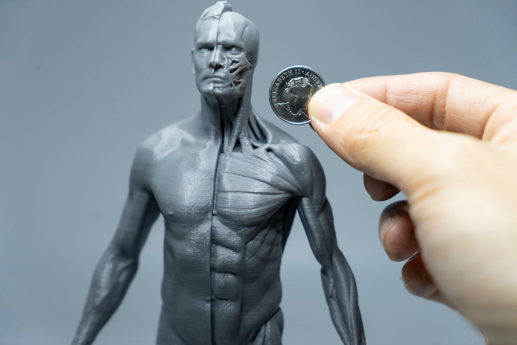 Artist Anatomy Tool Art Muscle Reference Model Male Full - Etsy