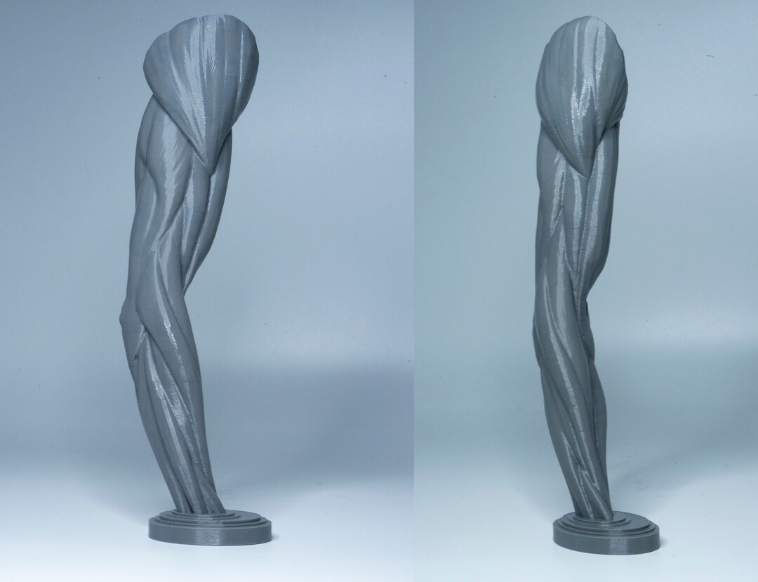 Artist Arm Anatomy Tool Model Sculpture Muscle Reference Art Statue ...