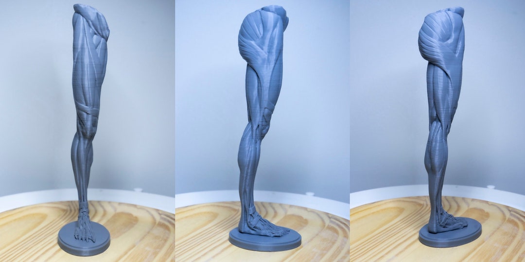 Artist Anatomy Tool Leg Feet Lower Body Anatomy Model Statue - Etsy