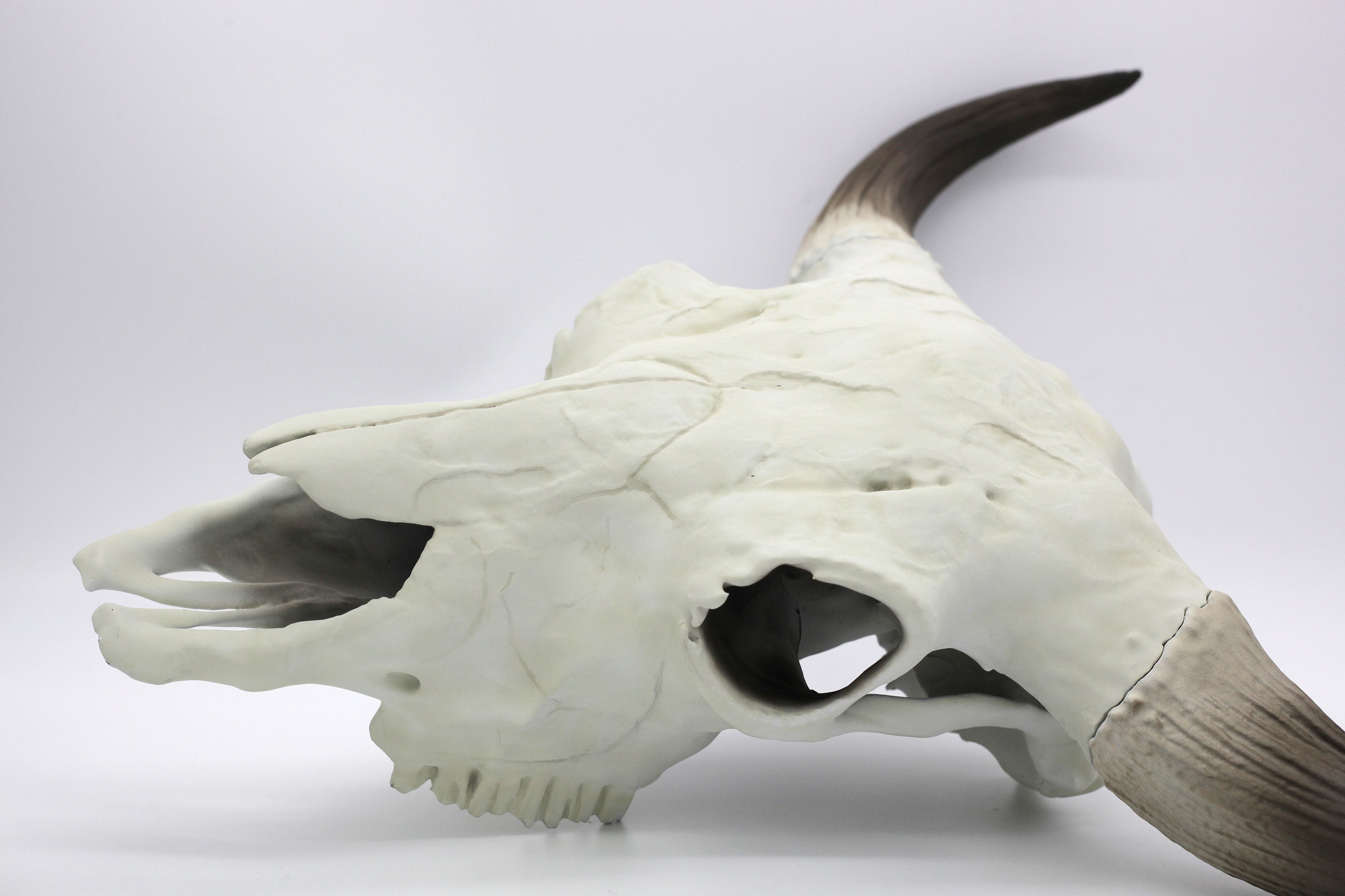 Bull Skull Finished and Painted by Hand Buffalo Head Skull Finished and ...