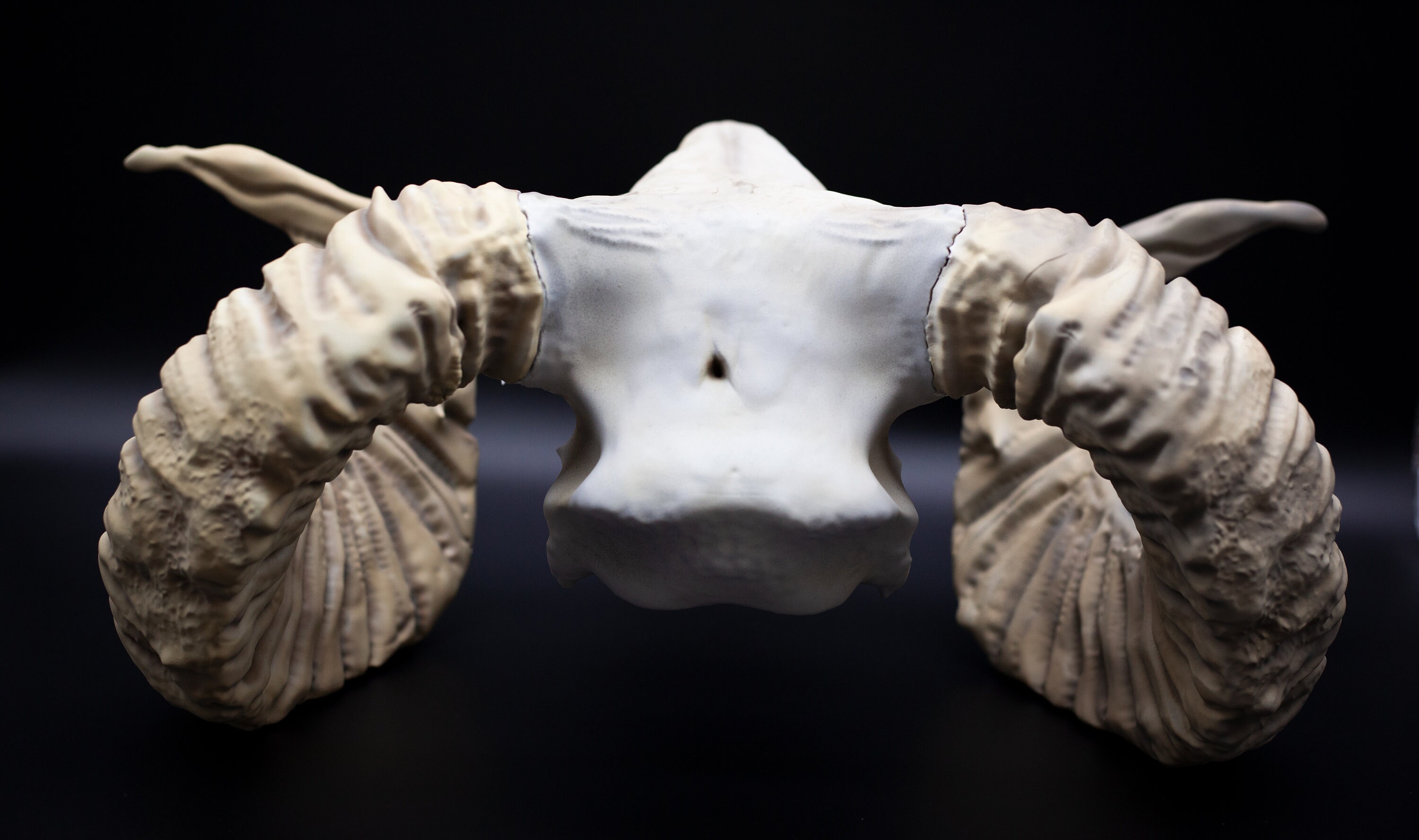 Ram Skull Colored by Hand With Airbrush, Unique and Original Piece (it ...