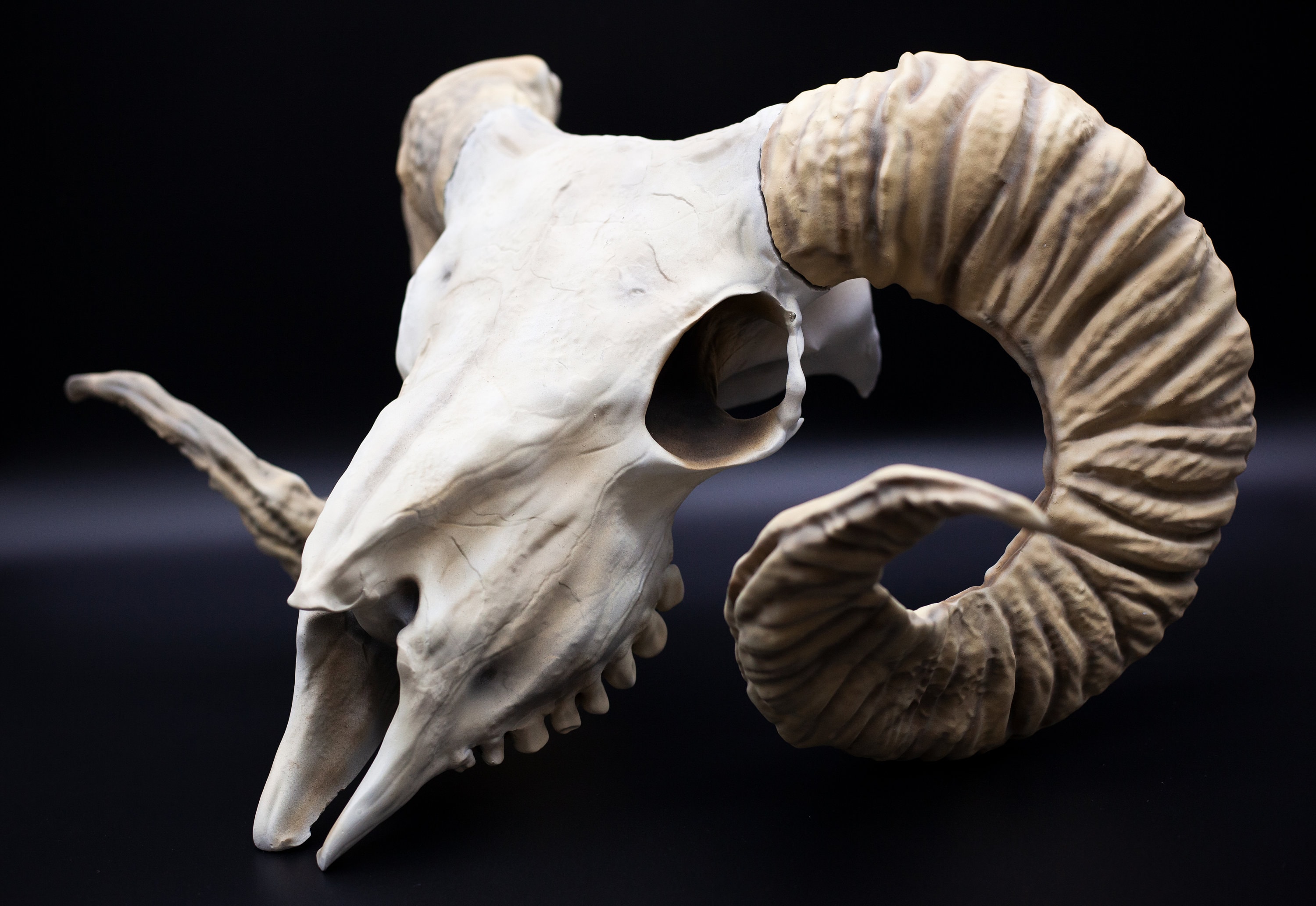 Ram Skull Colored by Hand With Airbrush, Unique and Original Piece it ...