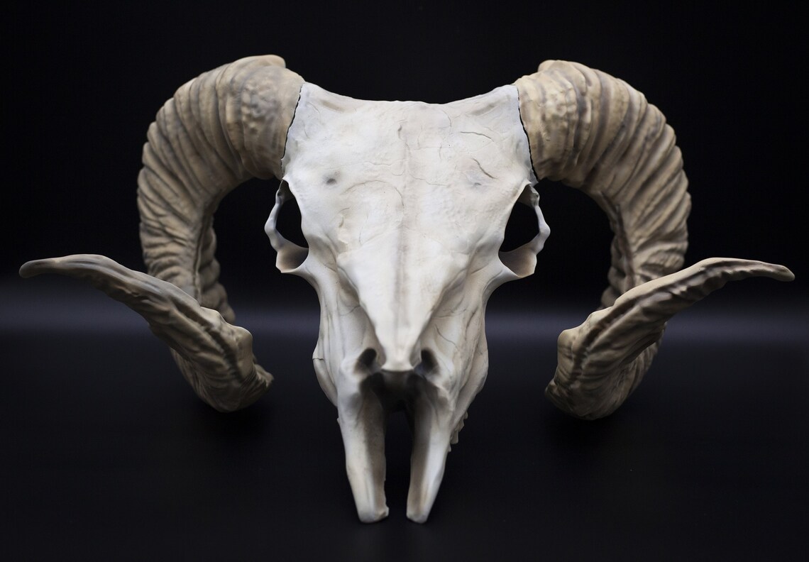 Ram Skull Colored by Hand With Airbrush, Unique and Original Piece (it ...