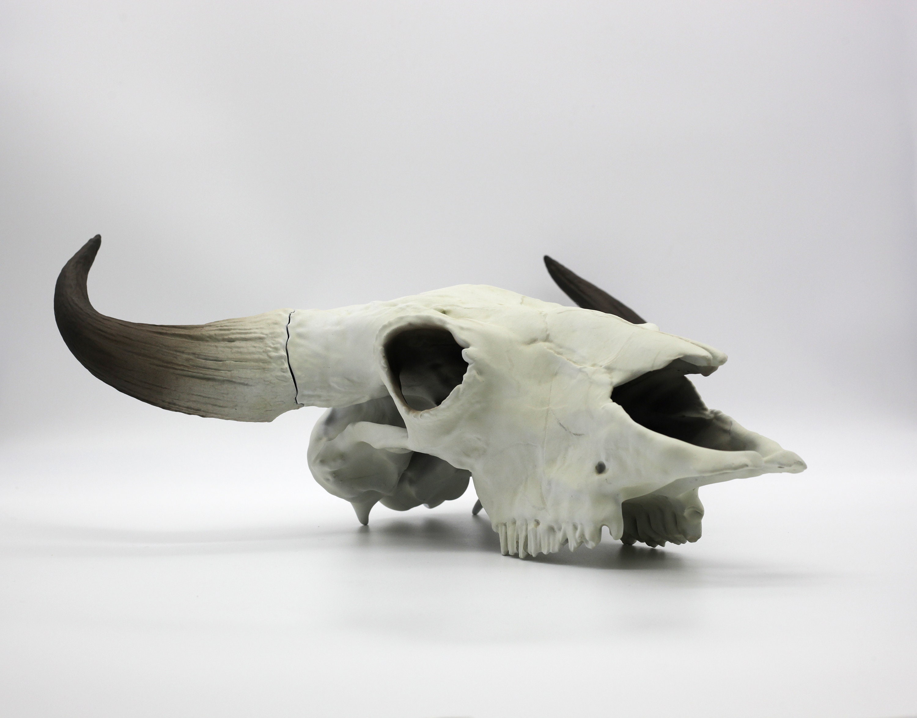 Bull Skull Finished and Painted by Hand Buffalo Head Skull Finished and ...