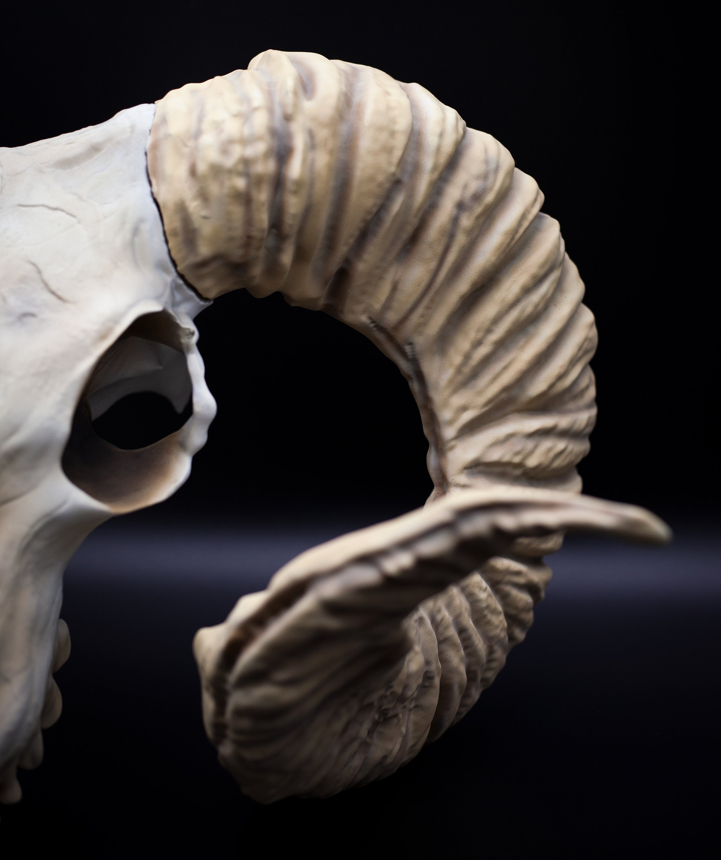 Ram Skull Colored by Hand With Airbrush, Unique and Original Piece (it ...