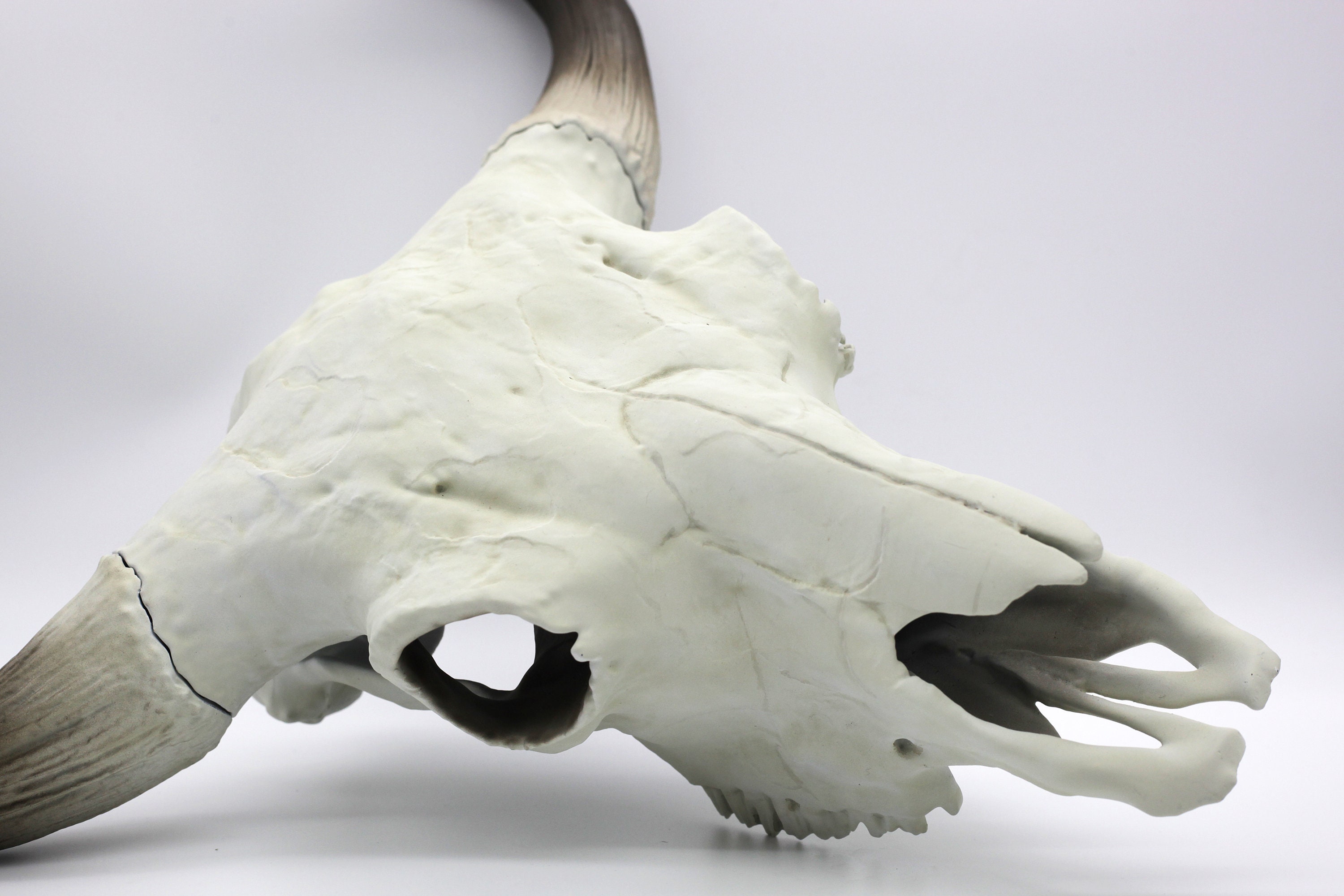 Bull Skull Finished and Painted by Hand Buffalo Head Skull Finished and ...