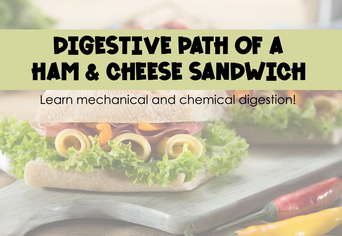 Digestive System Study Guide! Path of a Sandwich - Mechanical and ...