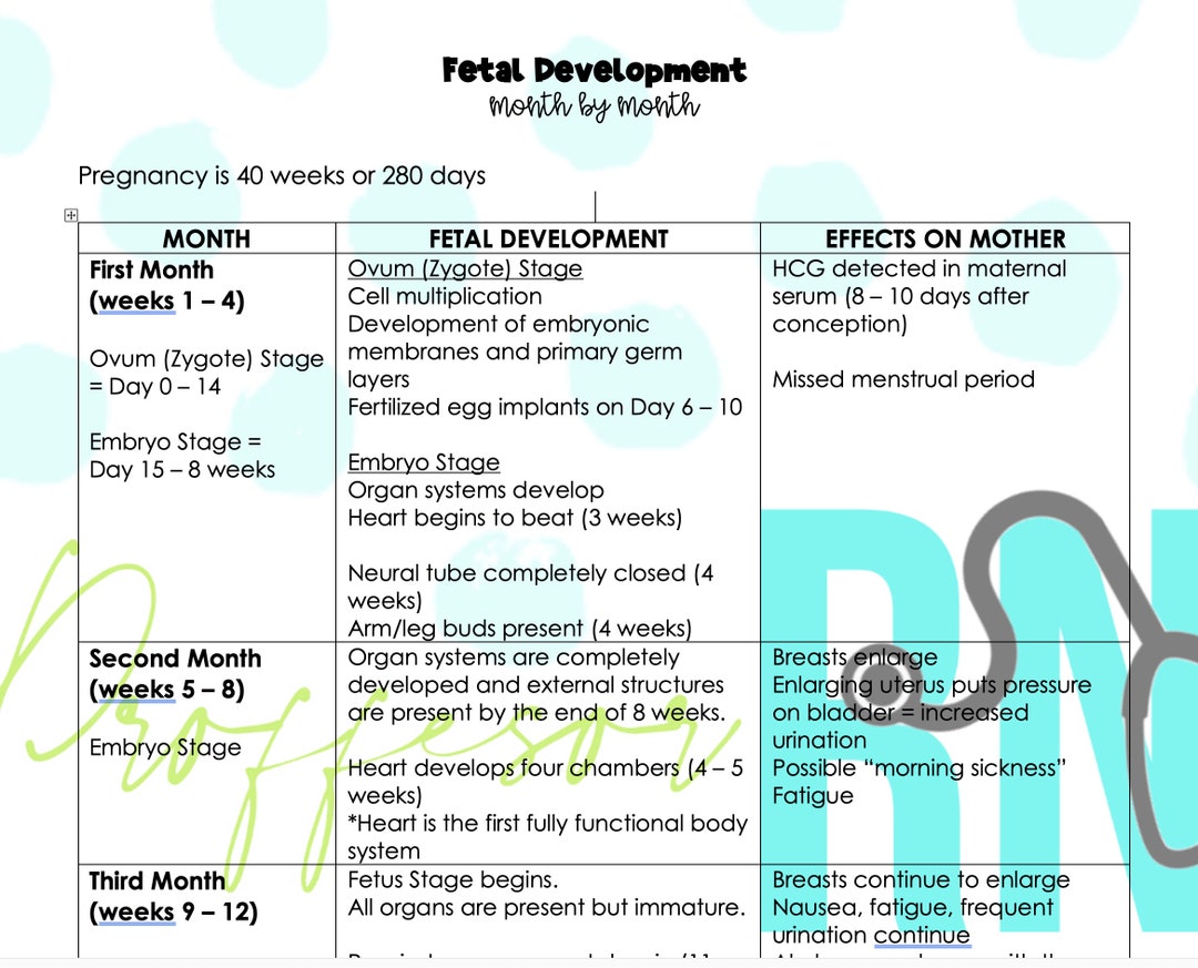 Fetal Development Month by Month Study Guide *nursing Students* - Etsy