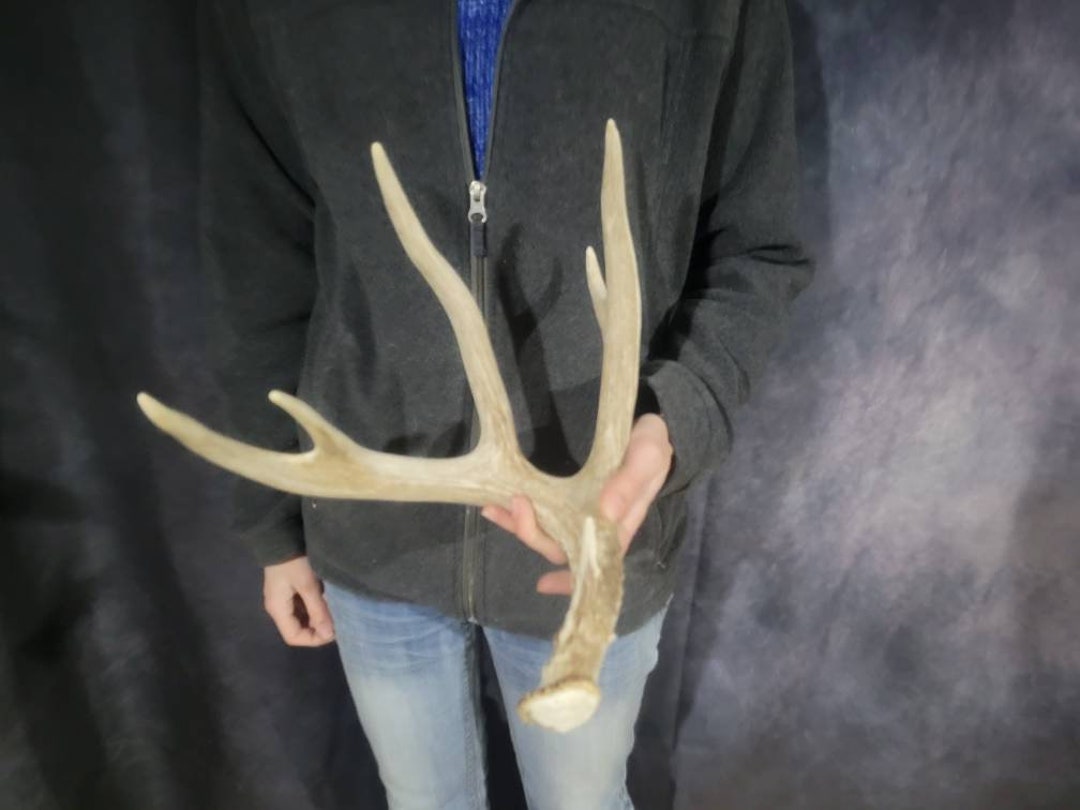 Wild 5 Point Whitetail Deer Antler Shed Rack Decor Flyer - Etsy
