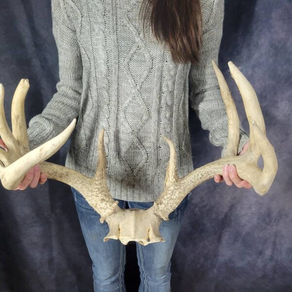 Antler Rack - Etsy
