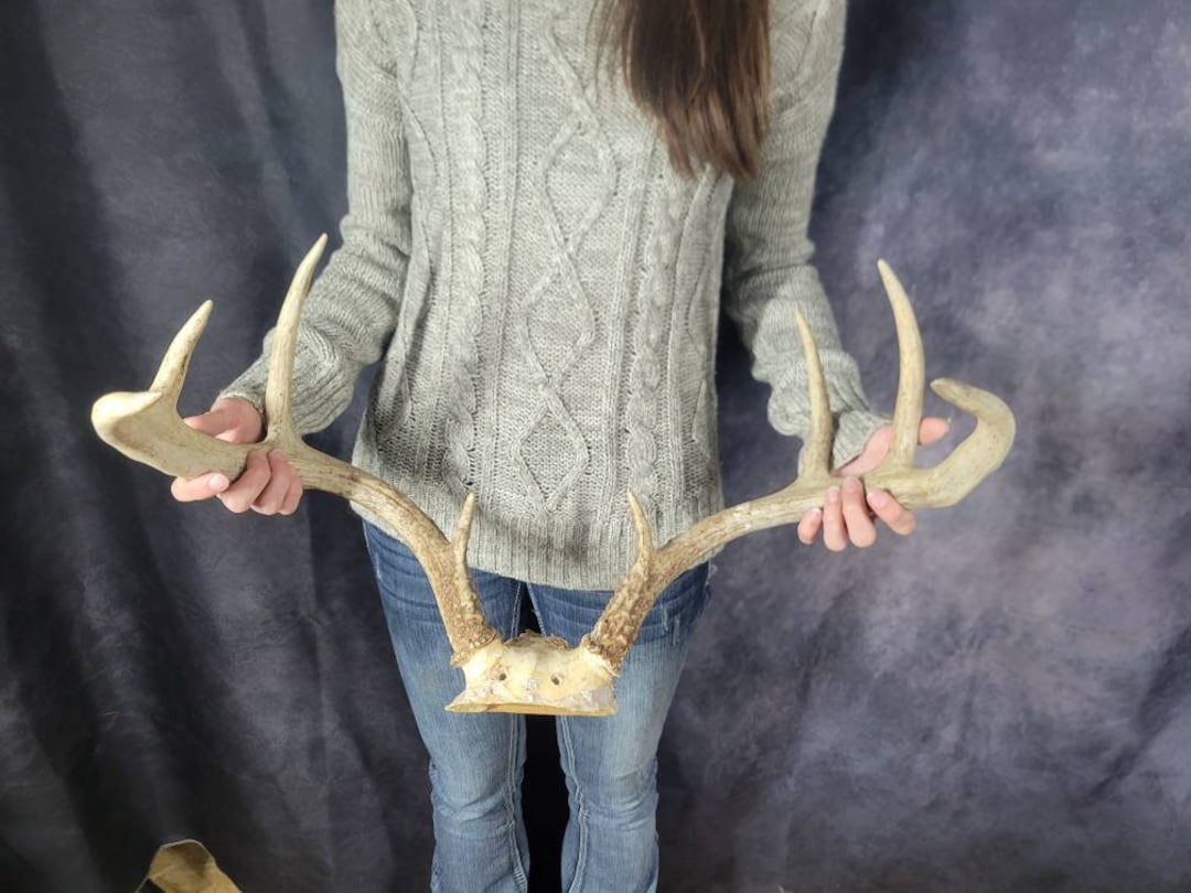 Wild 8 Point Whitetail Deer Antler Rack Decor Typical Skull - Etsy