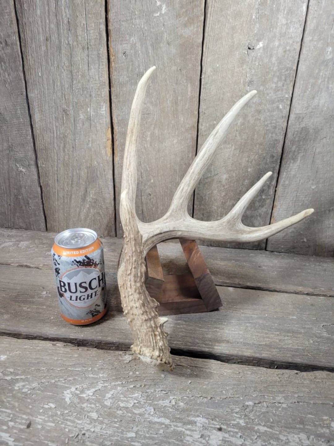 Wild 5 Point Whitetail Deer Antler Shed Rack Decor Tall Tines Mass - Etsy