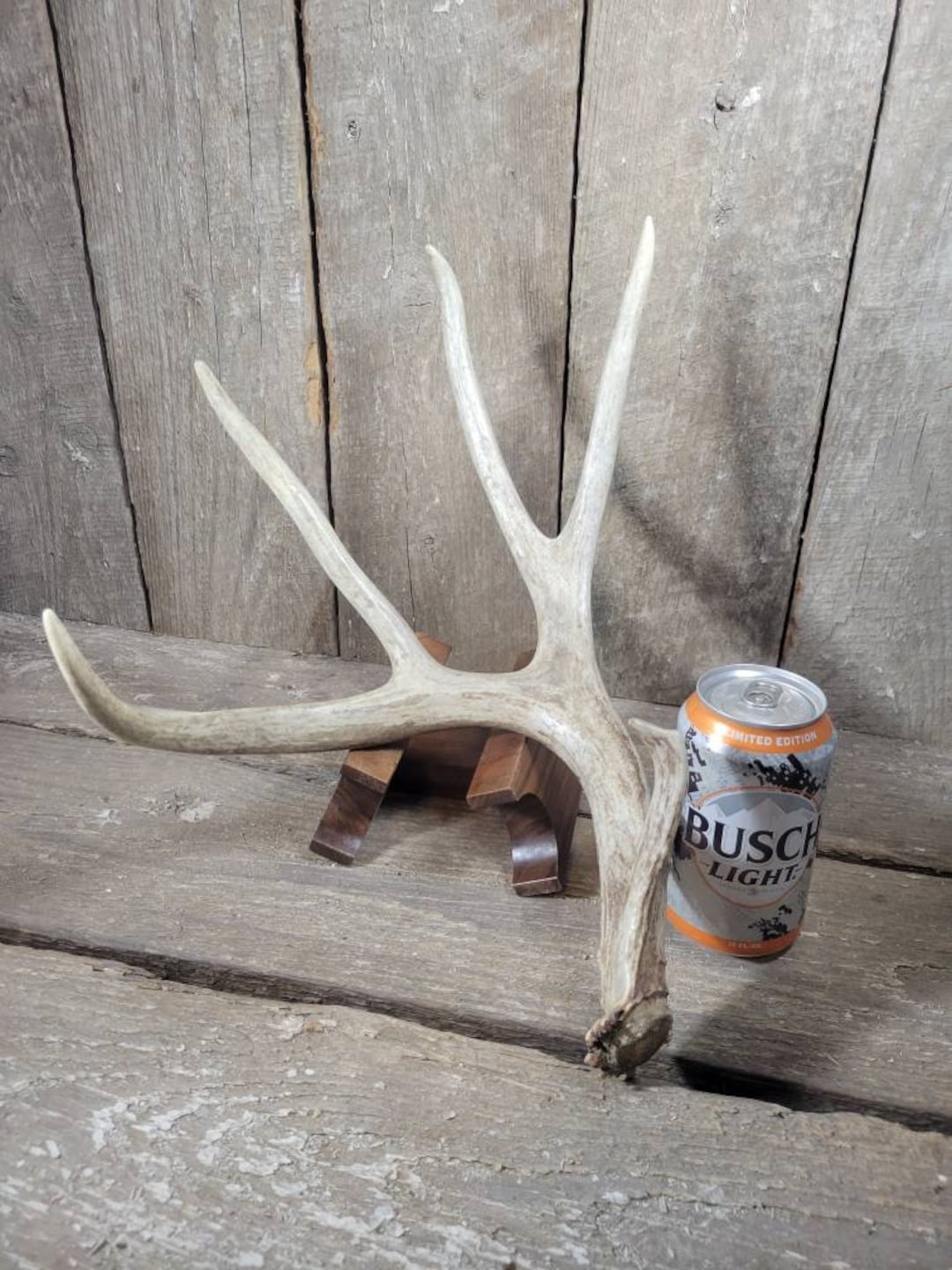 Wild 5 Point Whitetail Deer Antler Shed Rack Decor Split G2 - Etsy