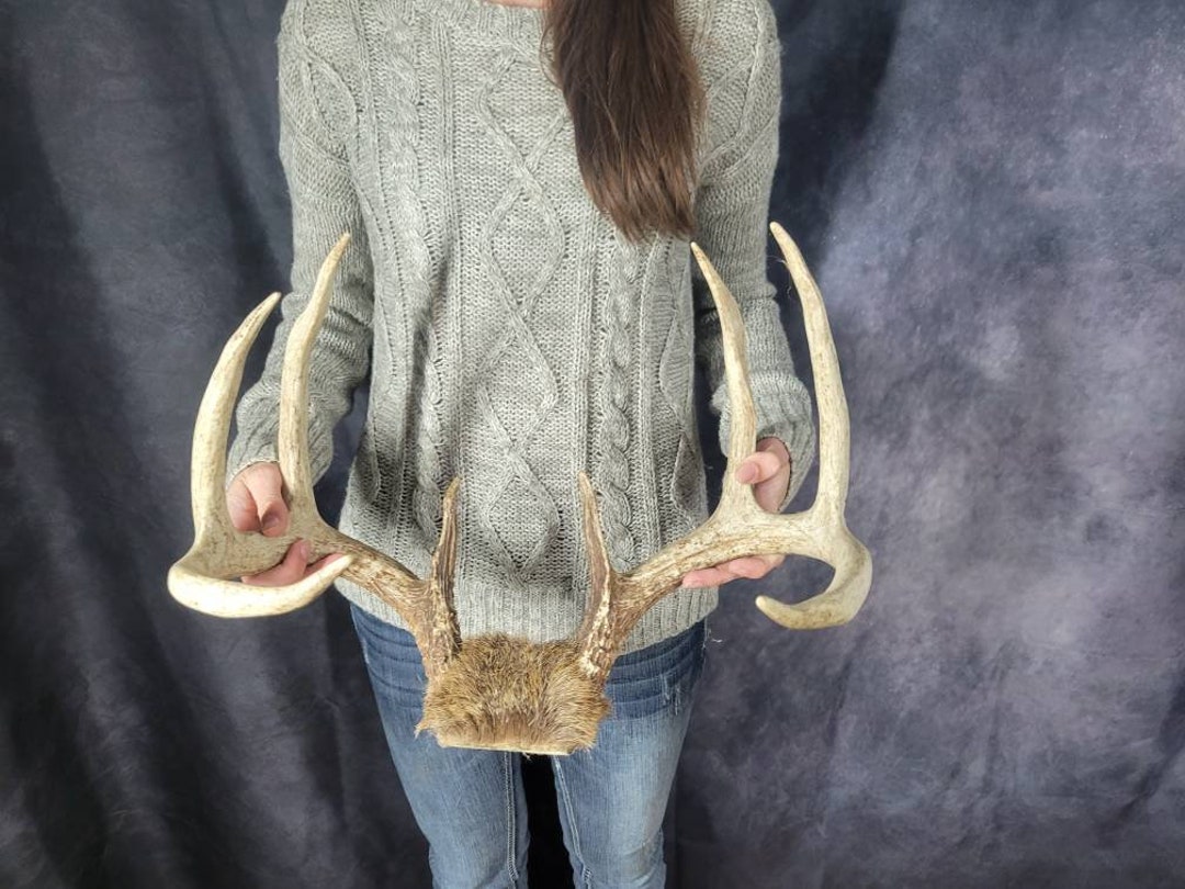 Wild 8 Point Whitetail Deer Antler Rack Decor Typical Skull Plate - Etsy
