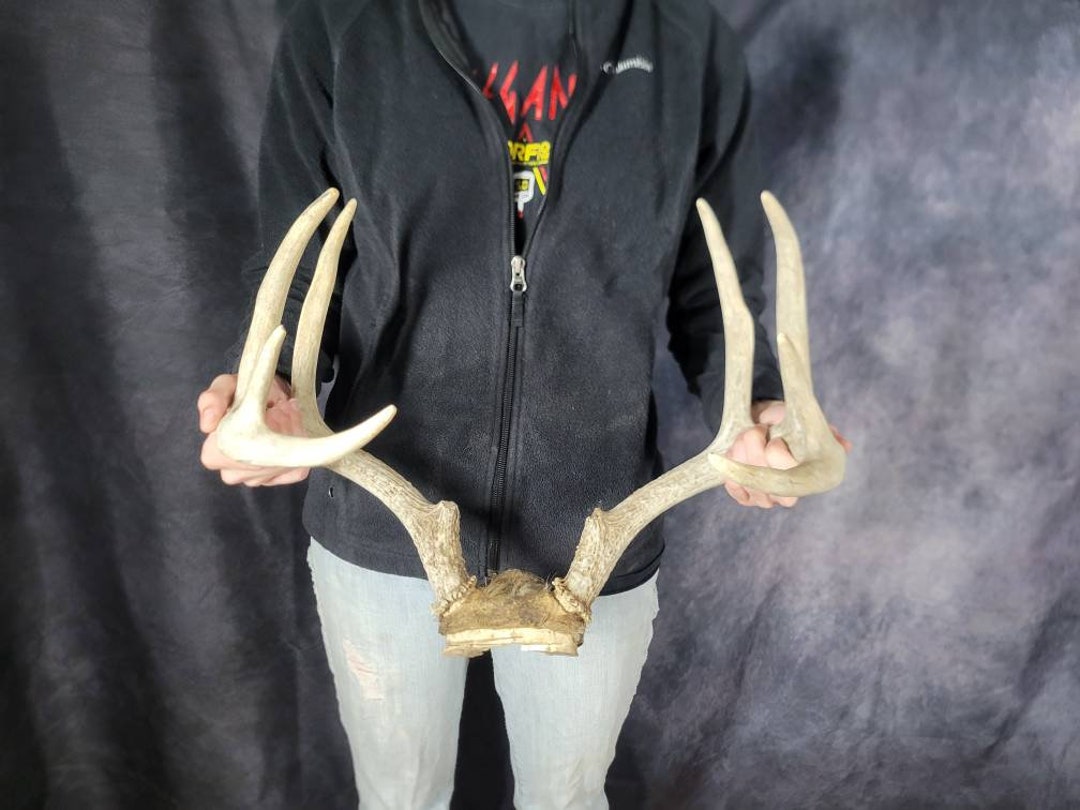 Wild 8 Point Whitetail Deer Antler Rack Decor Typical Skull Plate - Etsy