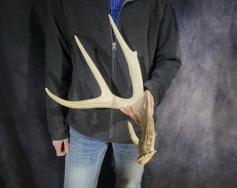 Whitetail Deer Rack | Etsy