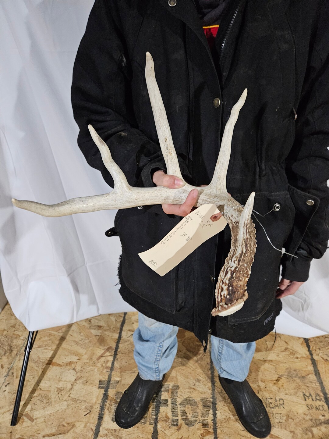Wild 5 Point Whitetail Deer Antler Shed Rack Decor Self Stander - Etsy