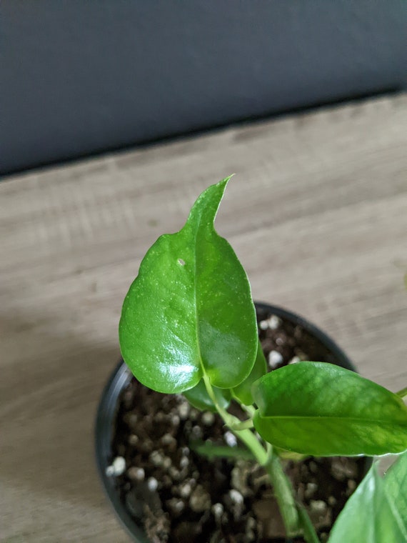 Skeleton Key Pothos Epipremnum Pinnatum Rare Plant Rare - Etsy