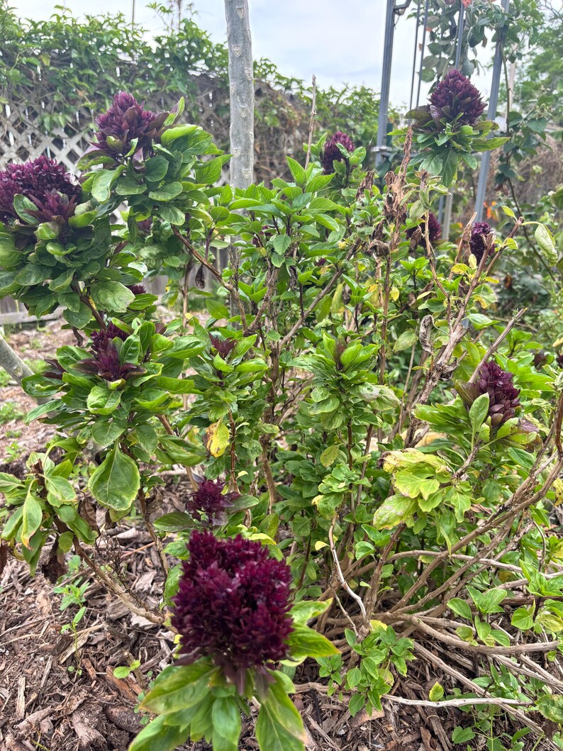 Cardinal Basil Seeds - Etsy