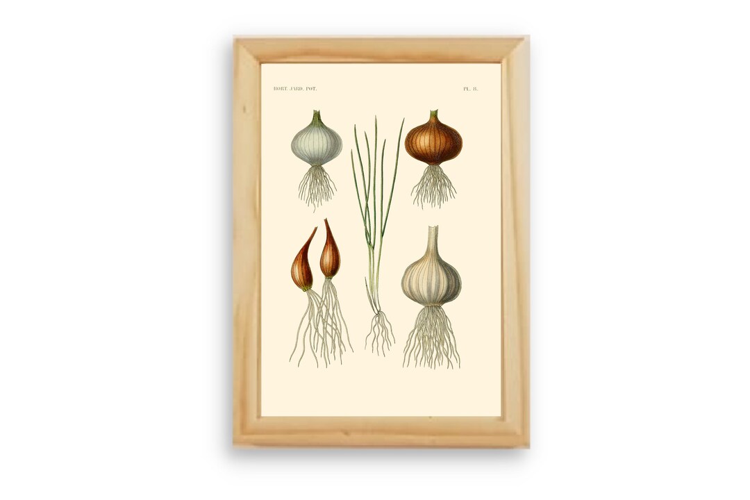 Onion Vegetables Prints | Vintage Plants Print | Prints Art Wall | Art ...