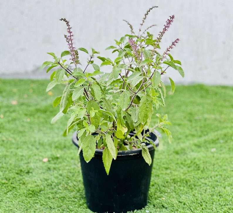 Holy Basil ,also Known as Tulsi - Etsy