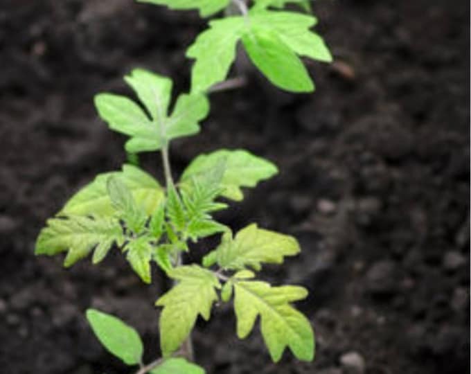 Campari Tomato Plant - Etsy