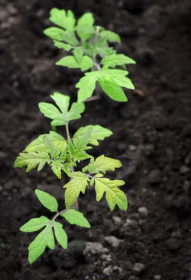 Campari Tomato Plant - Etsy