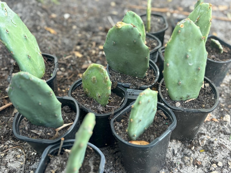 Opuntia ,prickly Pear Cactus - Etsy