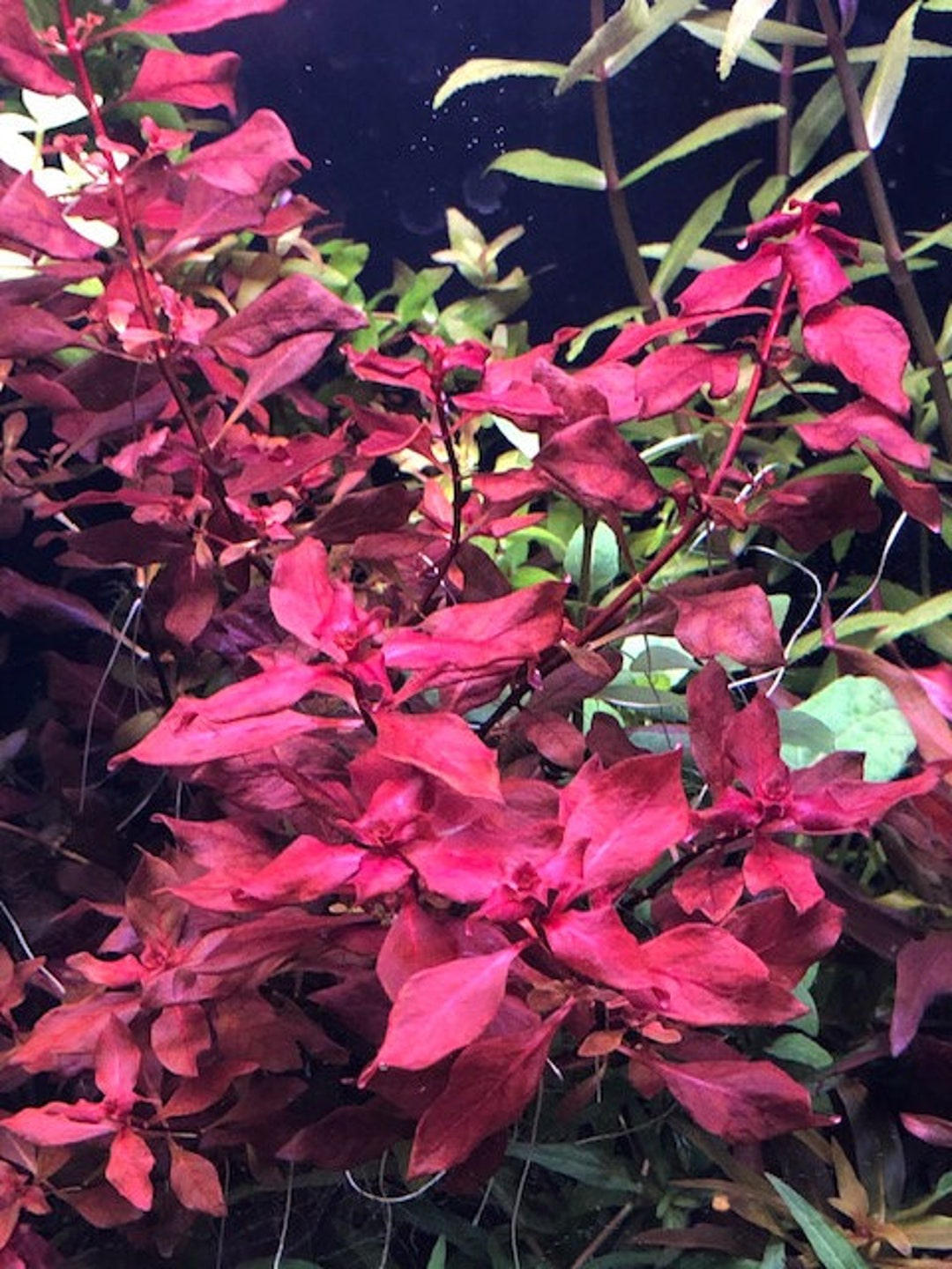 Ludwigia Sp. Red - Etsy