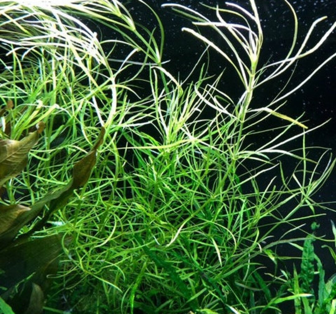 Pogostemon Stellatus 'octopus' - Etsy