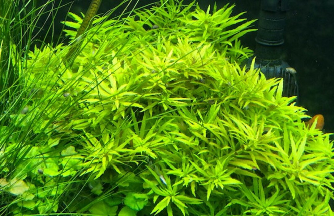 Limnophila Aromatica - Etsy
