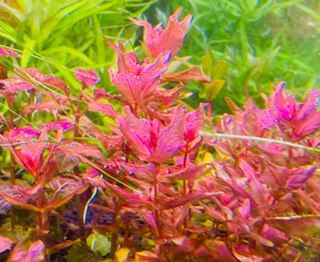 Rotala Macrandra Narrow Leaf