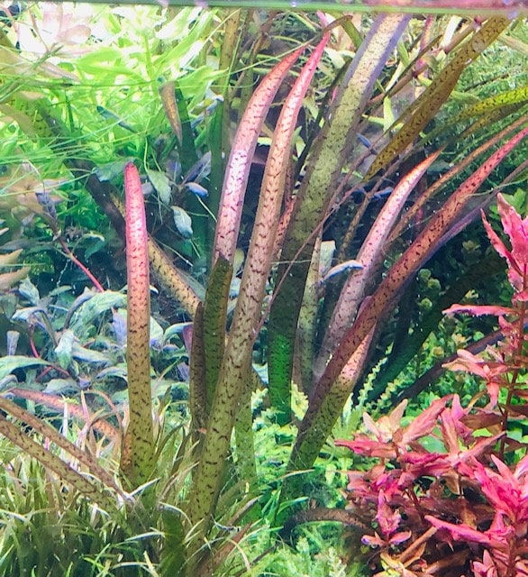 Red Leopard Vallisneria - Etsy