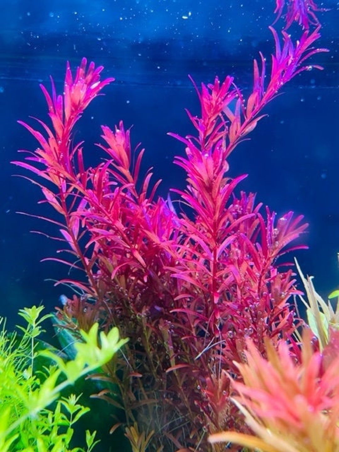 Rotala Sp. 'blood Red' SG Variant - Etsy