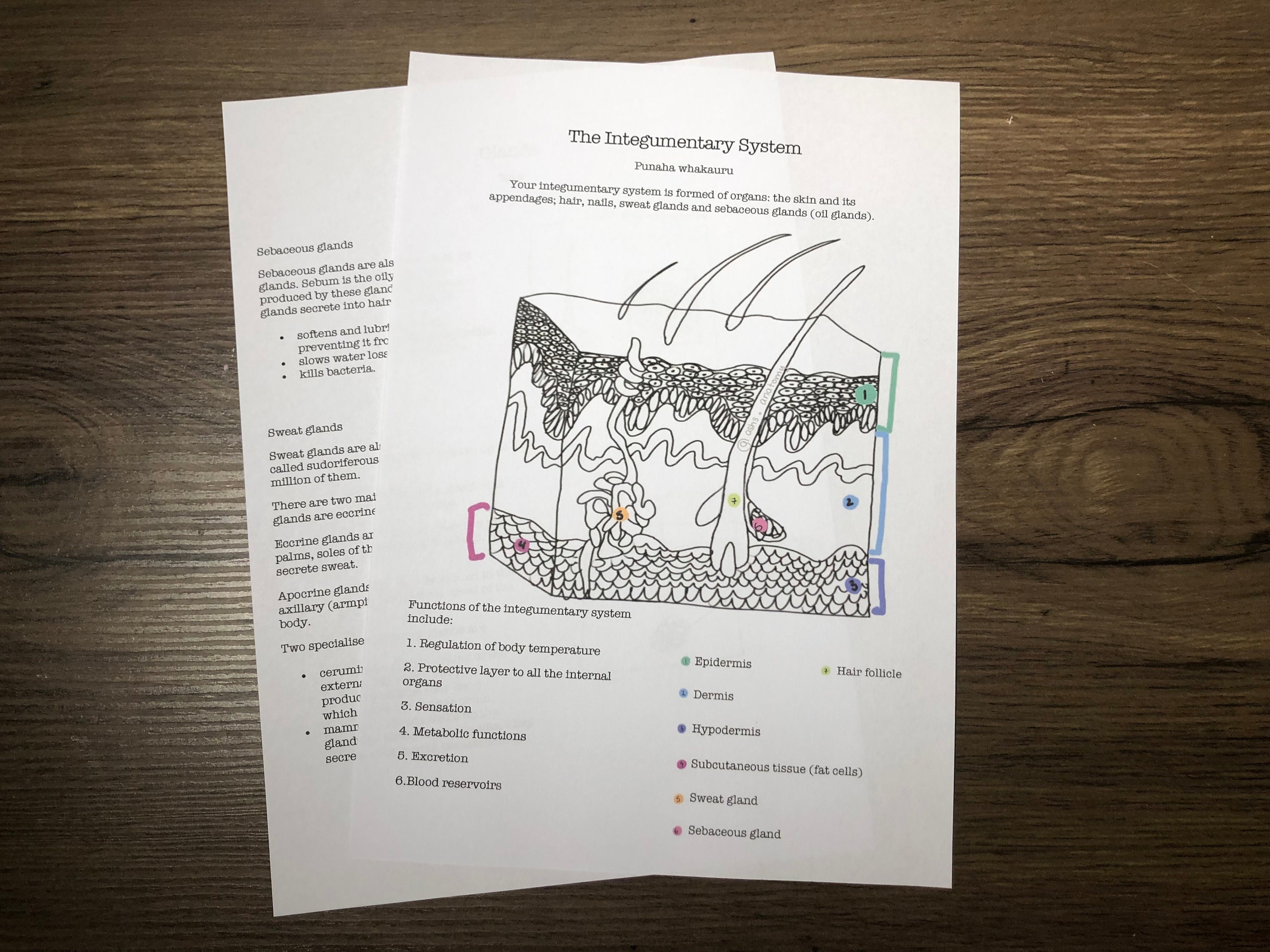 Integumentary System Notes - Etsy