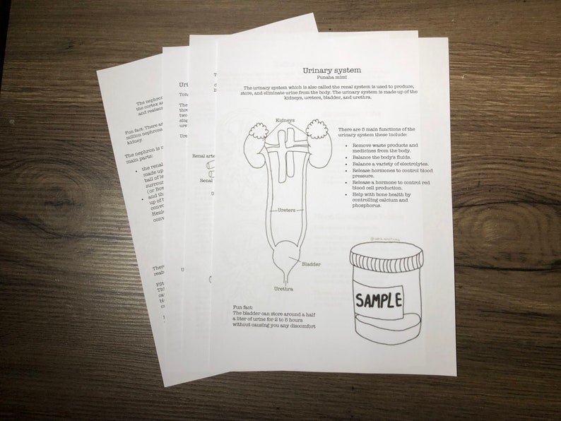 Urinary System Notes - Etsy