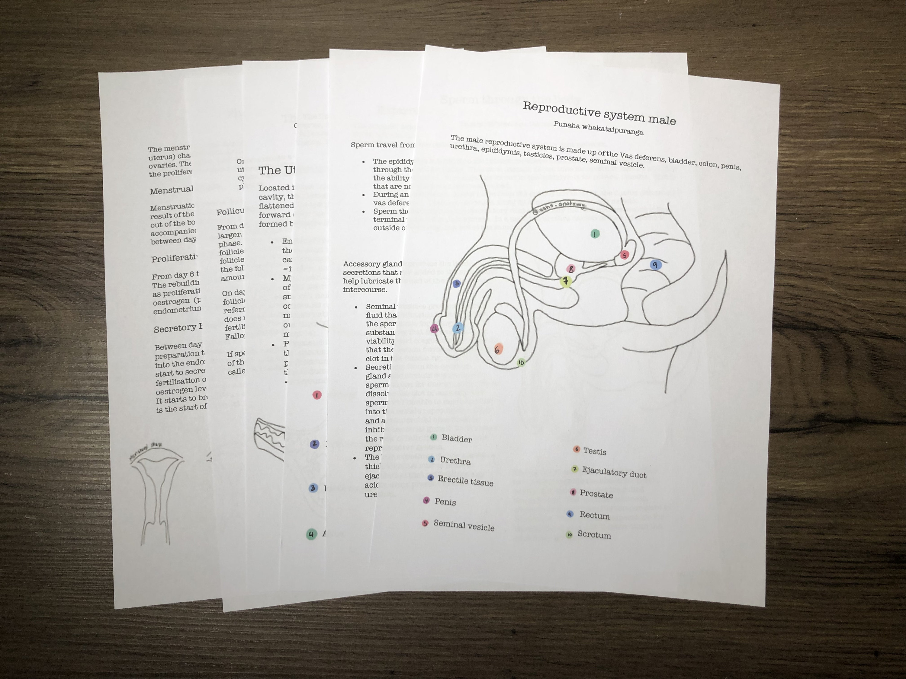 Reproductive System Male and Female Notes - Etsy