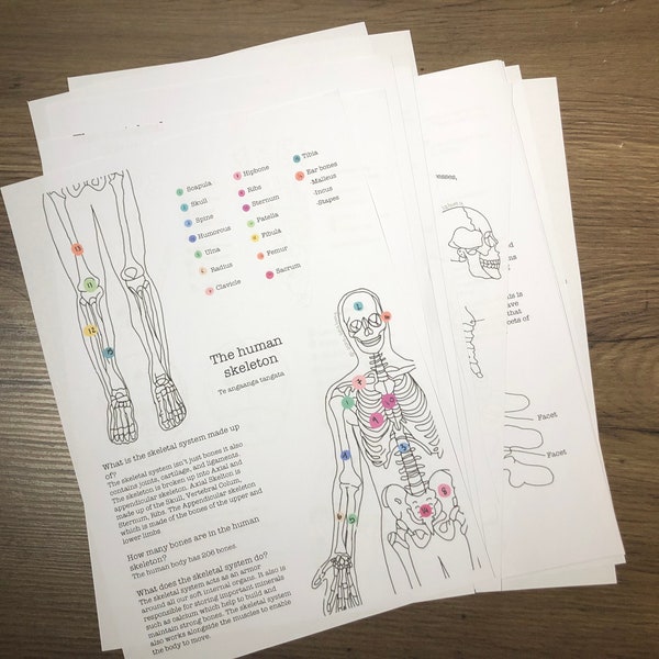 Skeletal System - Etsy