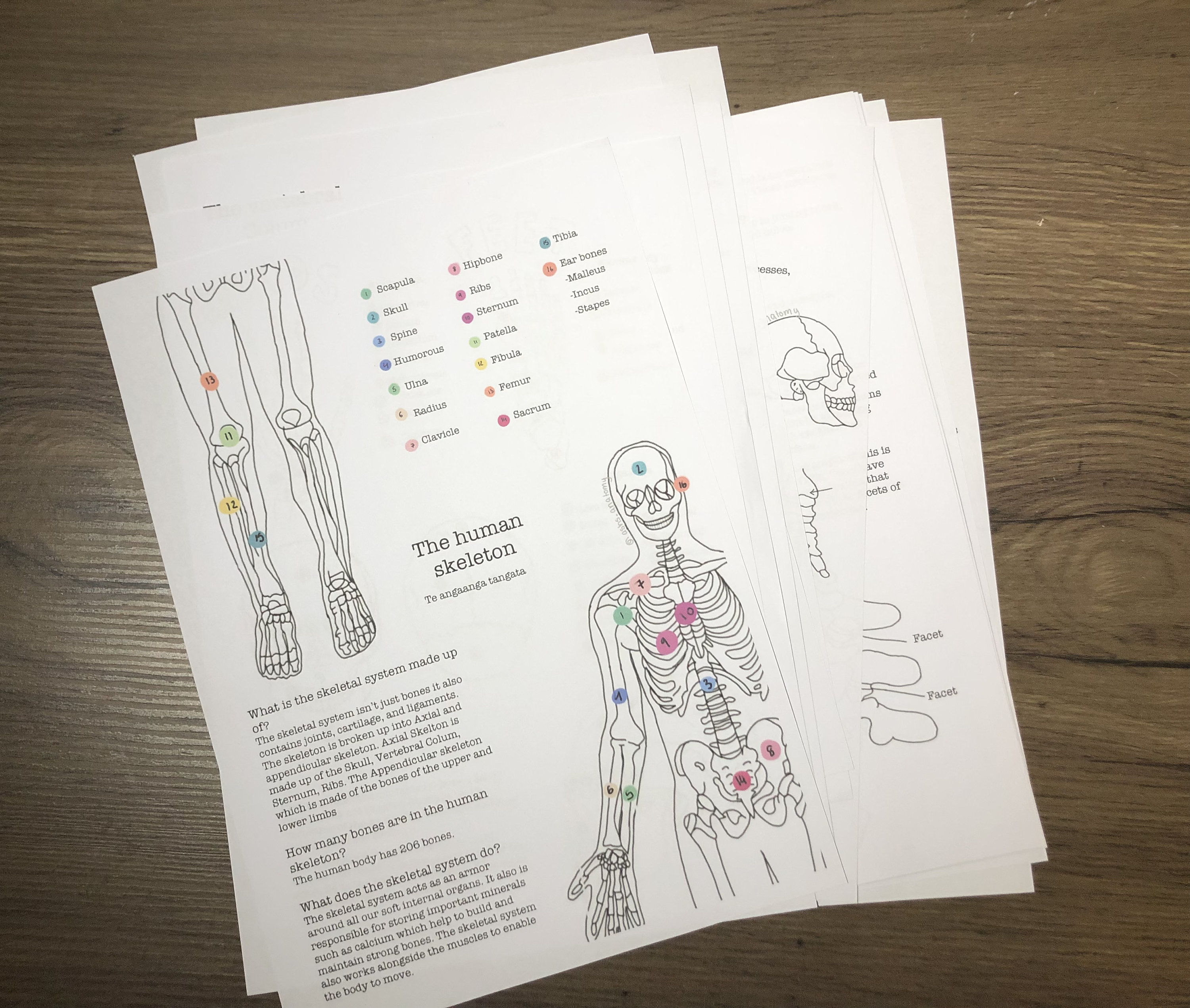 Skeletal System Notes - Etsy