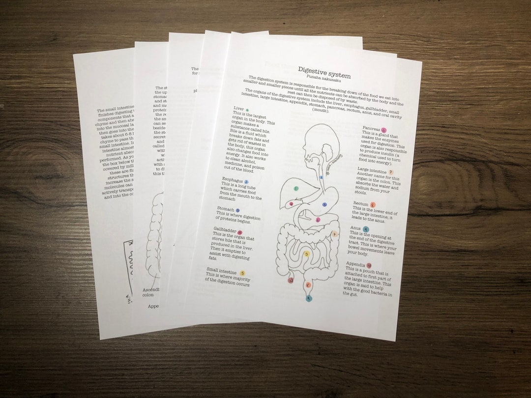 Digestive System Notes - Etsy