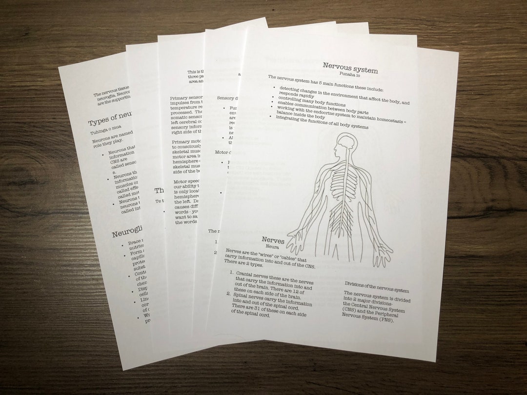 Nervous System Notes - Etsy