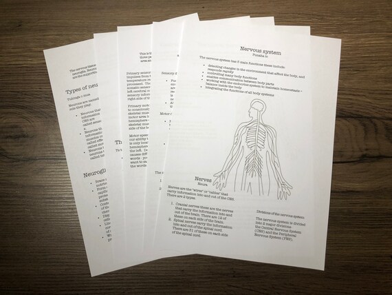 Nervous System Notes | Etsy