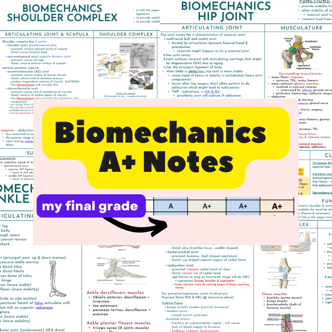 Biomechanics A+ Study Notes - Joints/gait/posture - Etsy