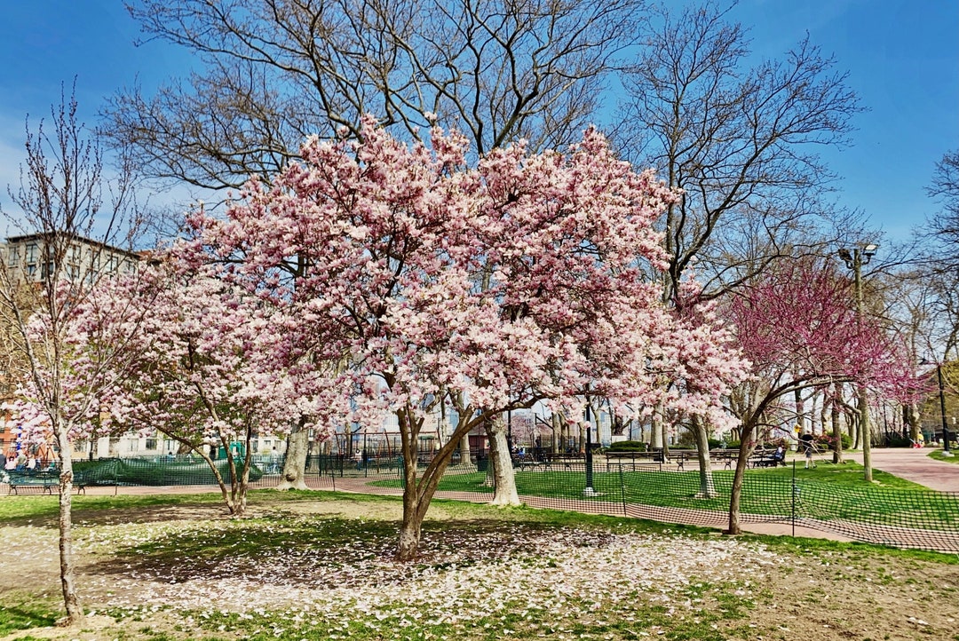 Tree at Elysian Park in Full Bloom - Etsy